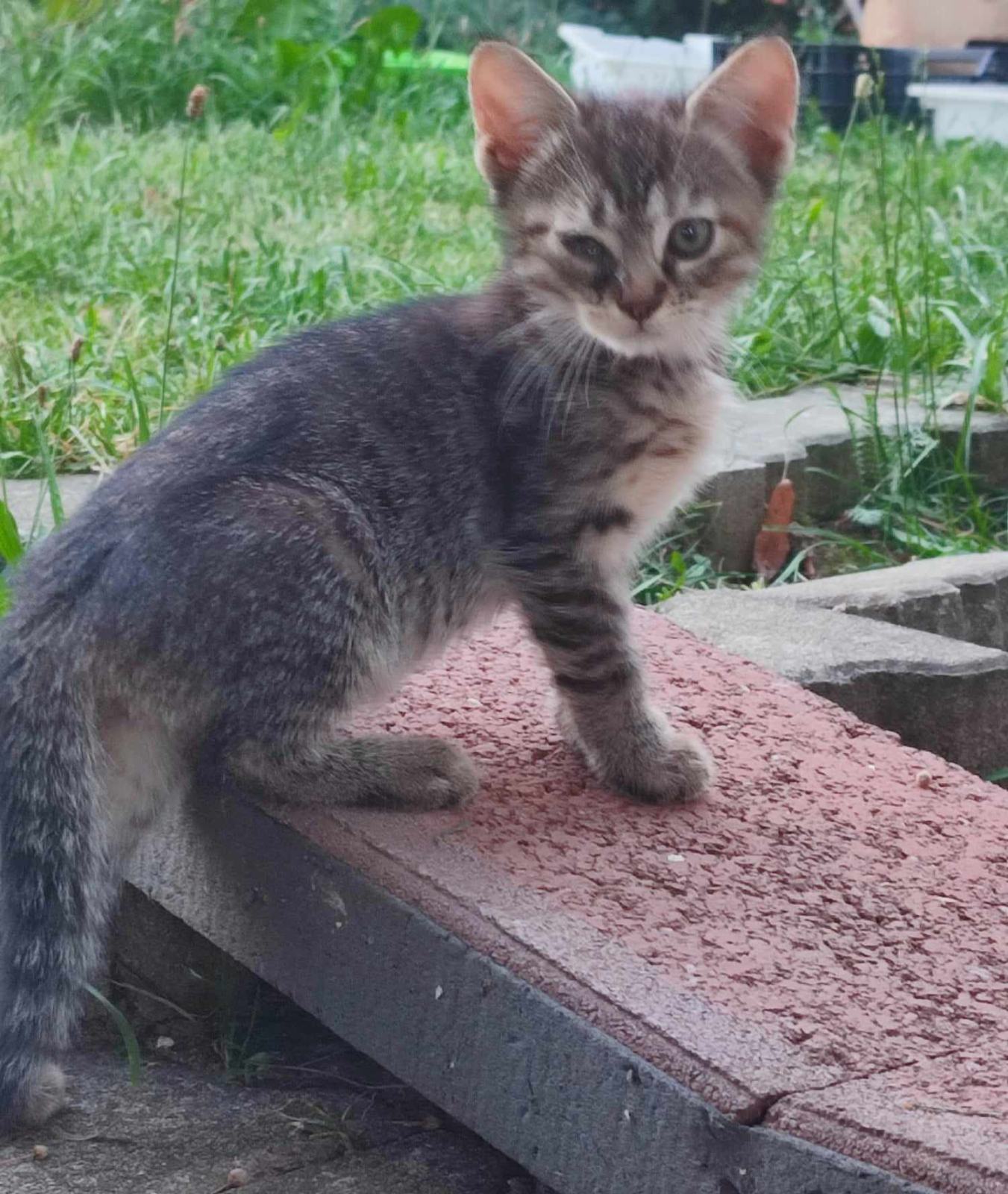 Naša mala črno siva tigrica pasme Khao manee išče dom pri prijaznih lj