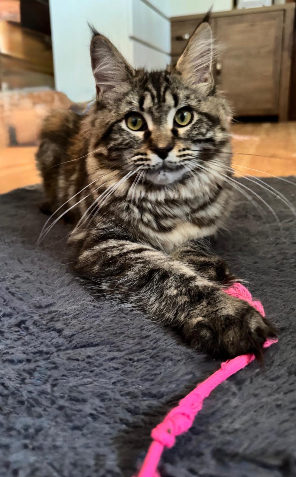 PUNČKA MAINE COON