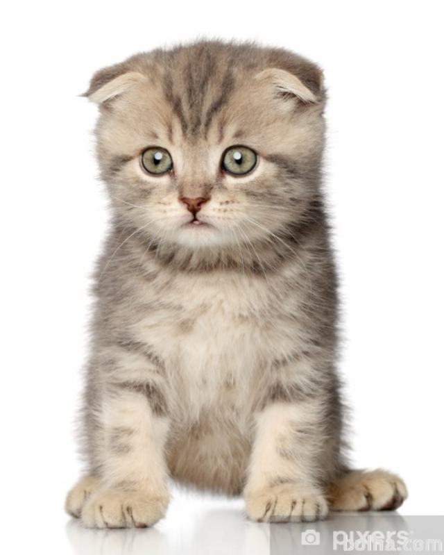 Scottish fold / Skotska klapouhka