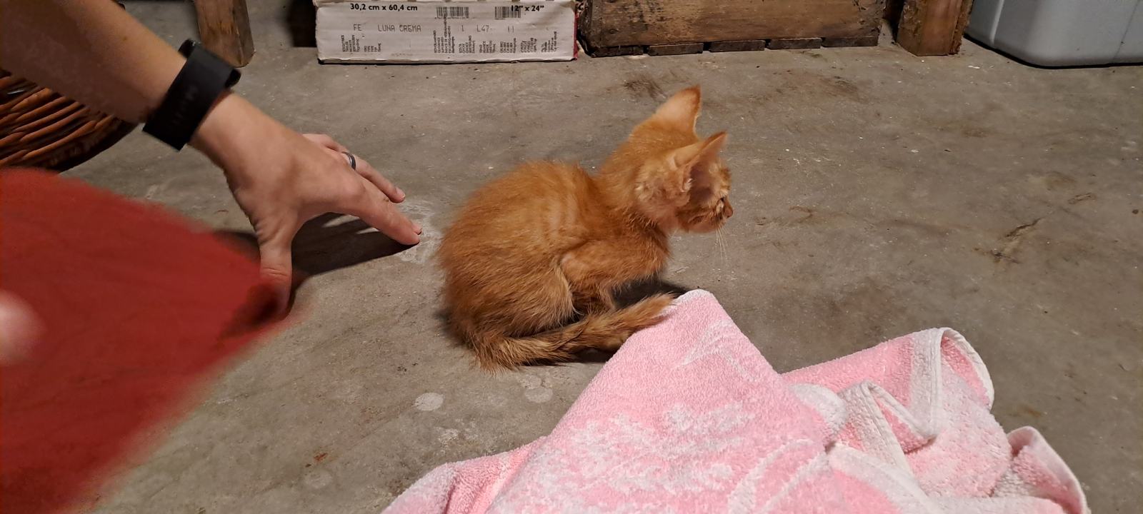 Droben oranžen mucek