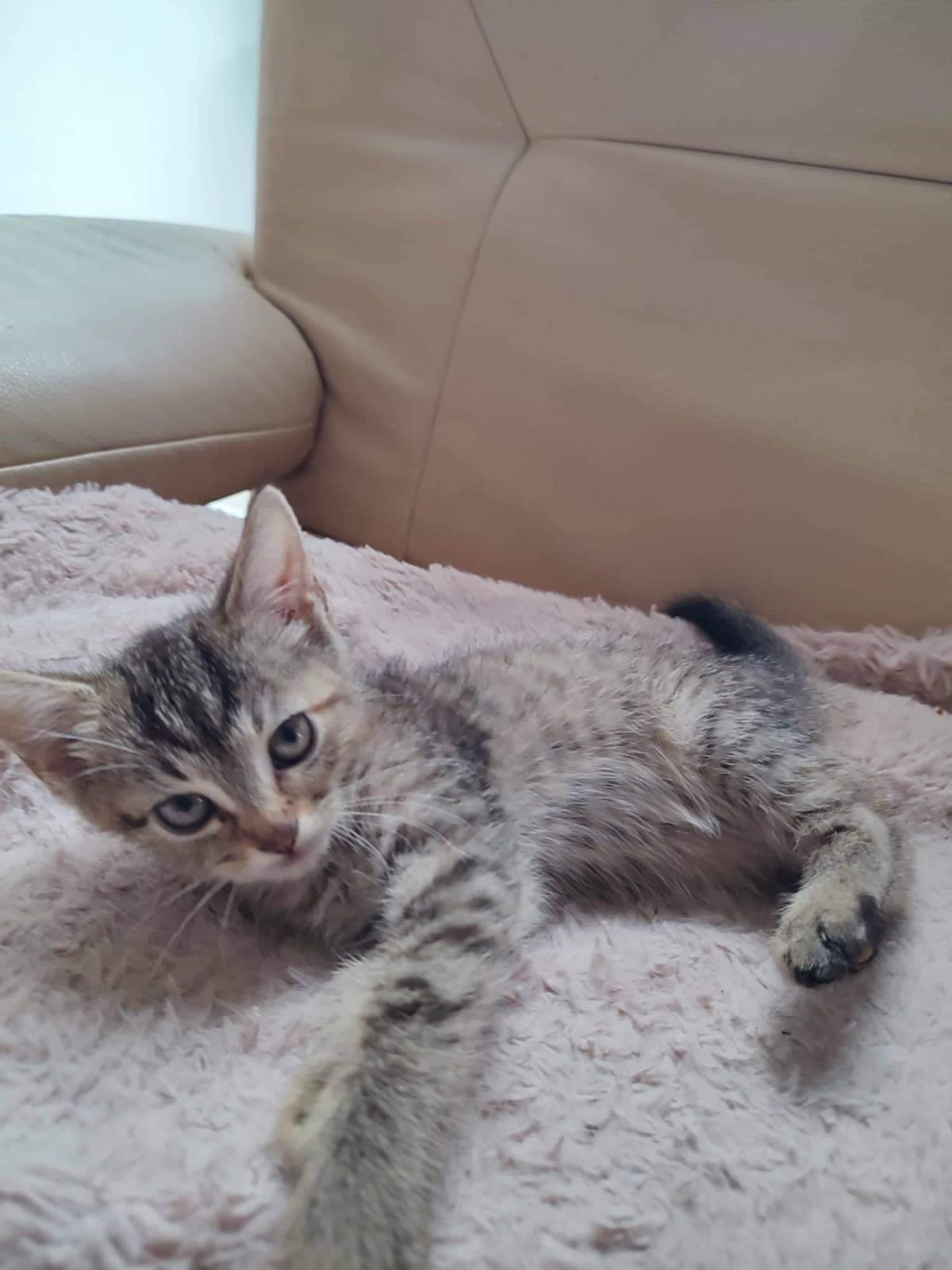 Mali belo siv mucek pasme Kao Manee isce nov dom pri prijaznih ljudeh