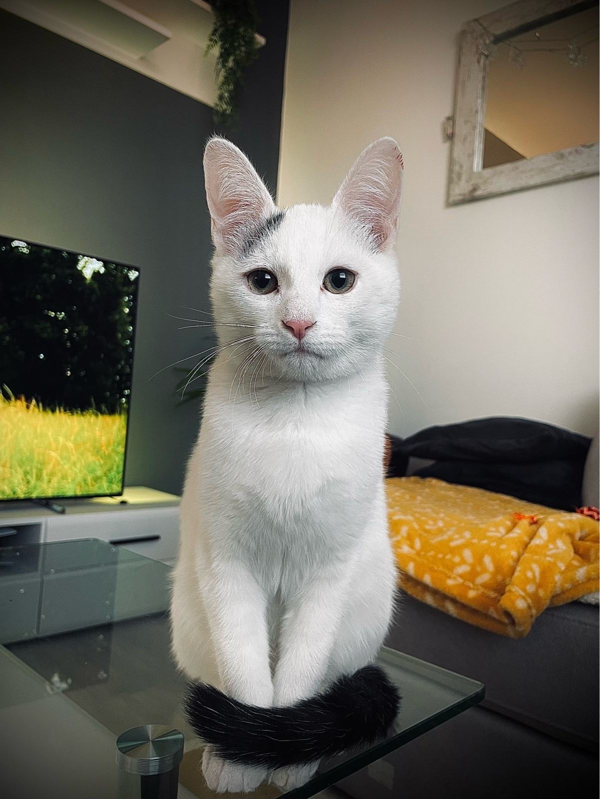 Mucek LEO