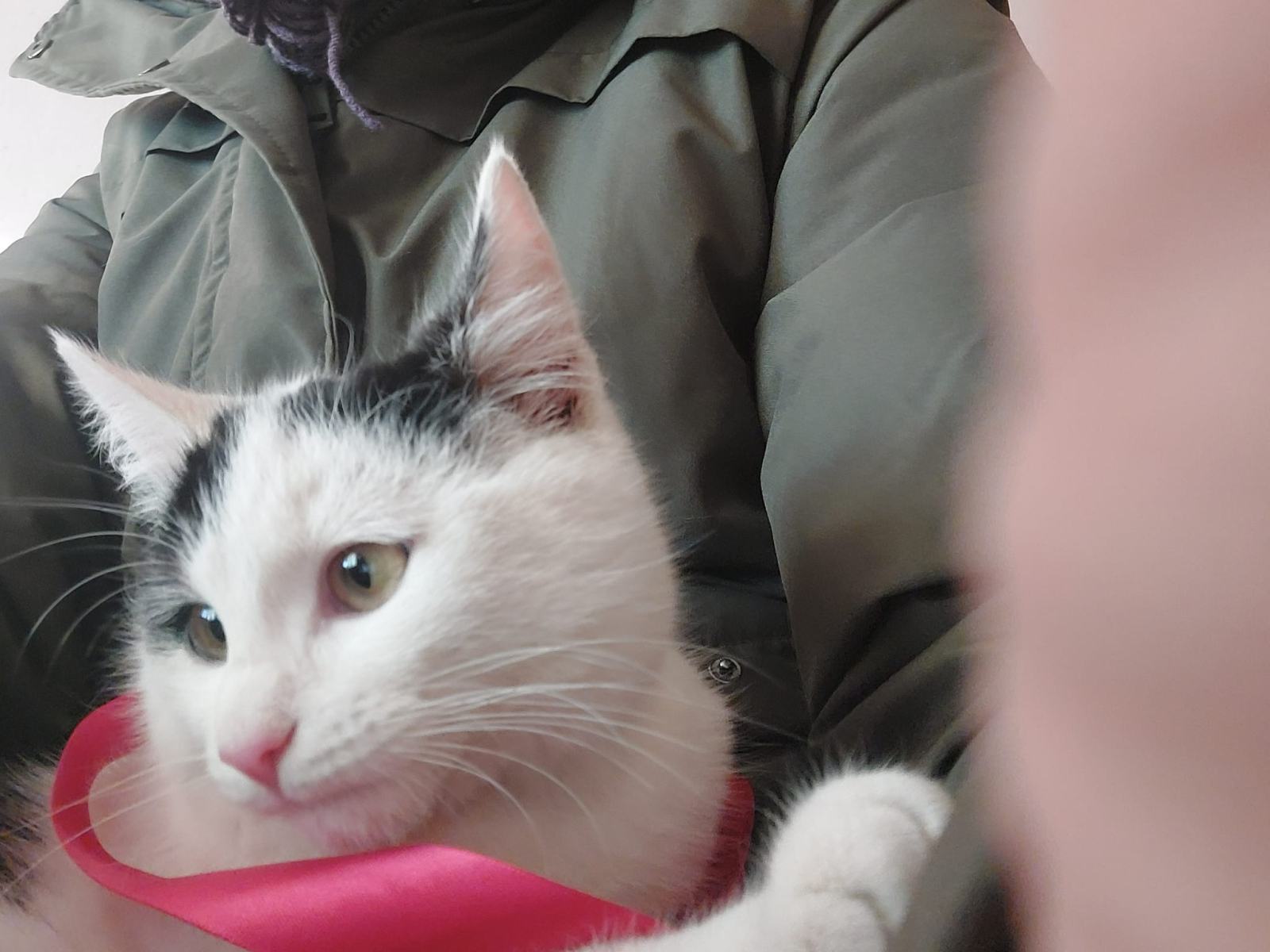 Mucek Oreo išče svoj za vedno dom