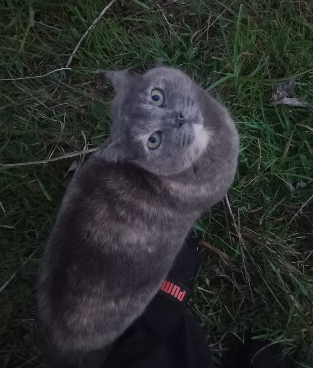 Pepelnato siva muca išče dom