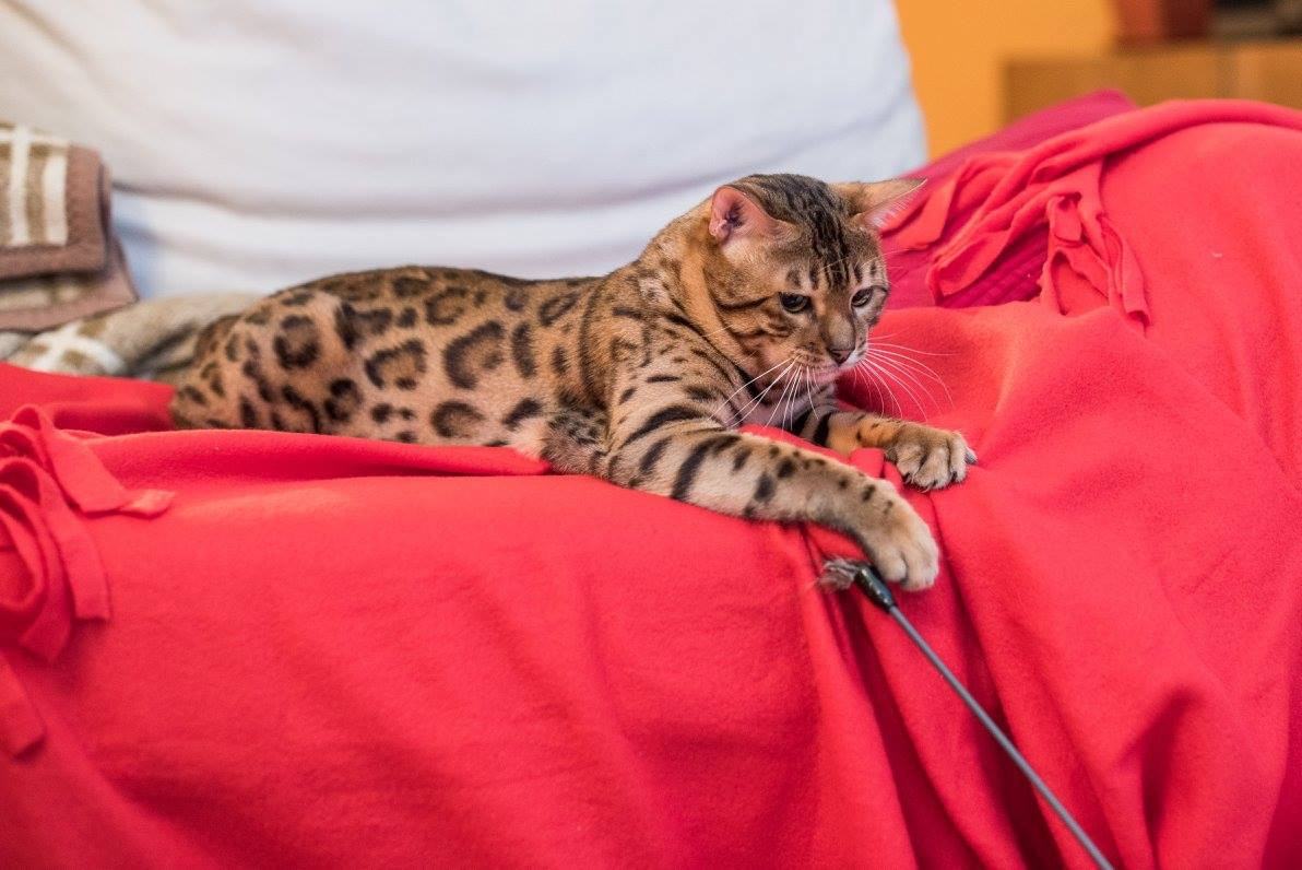 Bengalke