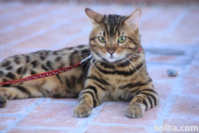 Bengalska macka, macici