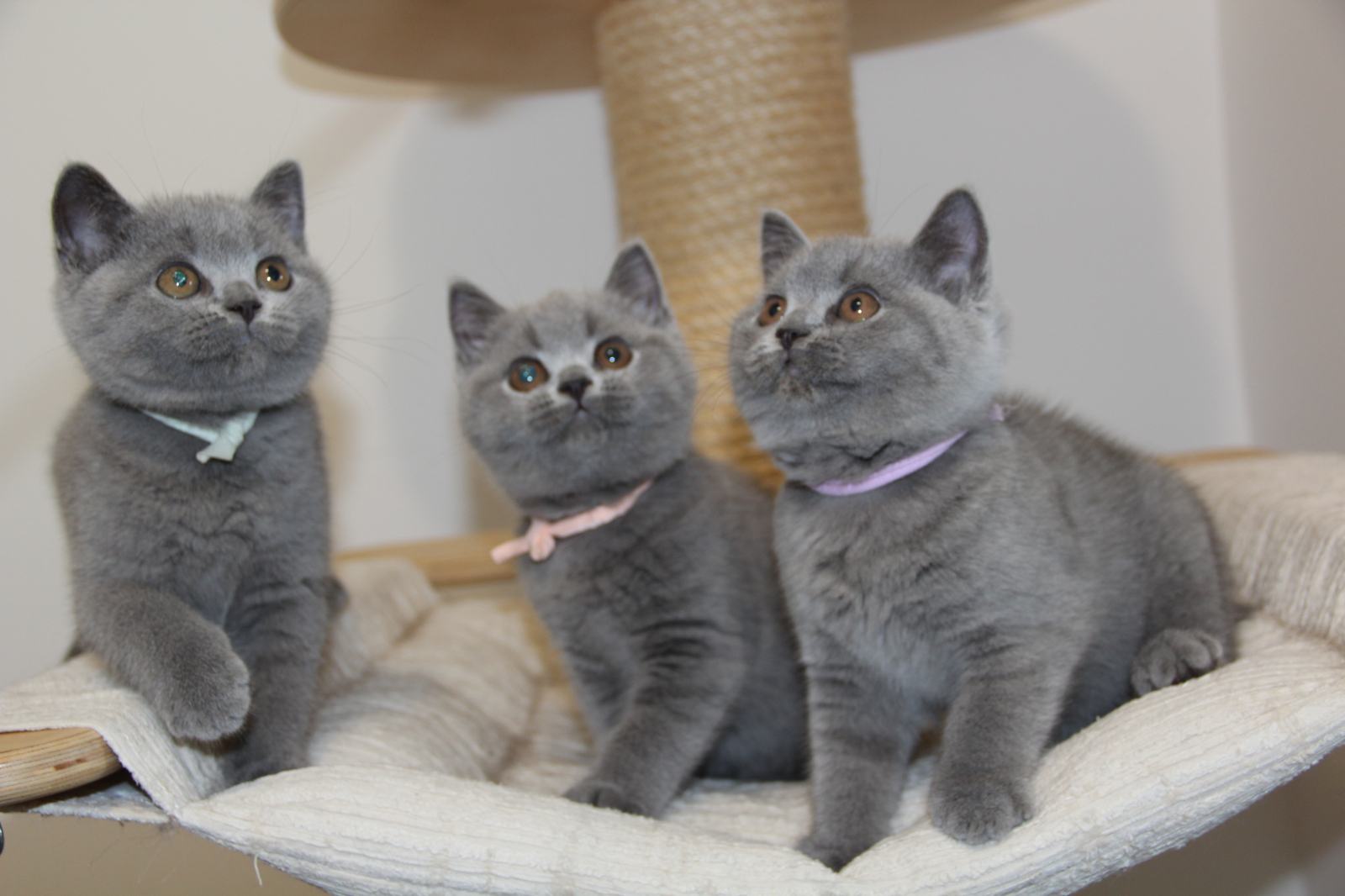 britanska mačka, modra britanka , Fife rodovnik KIKI Cattery Celje