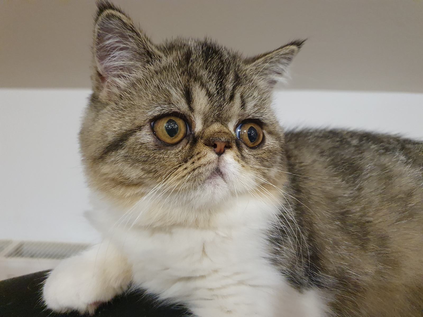 Perzijske in Exota muce