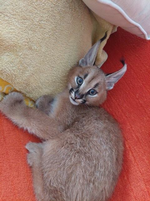 KARAKAL ( Caracal caracal)