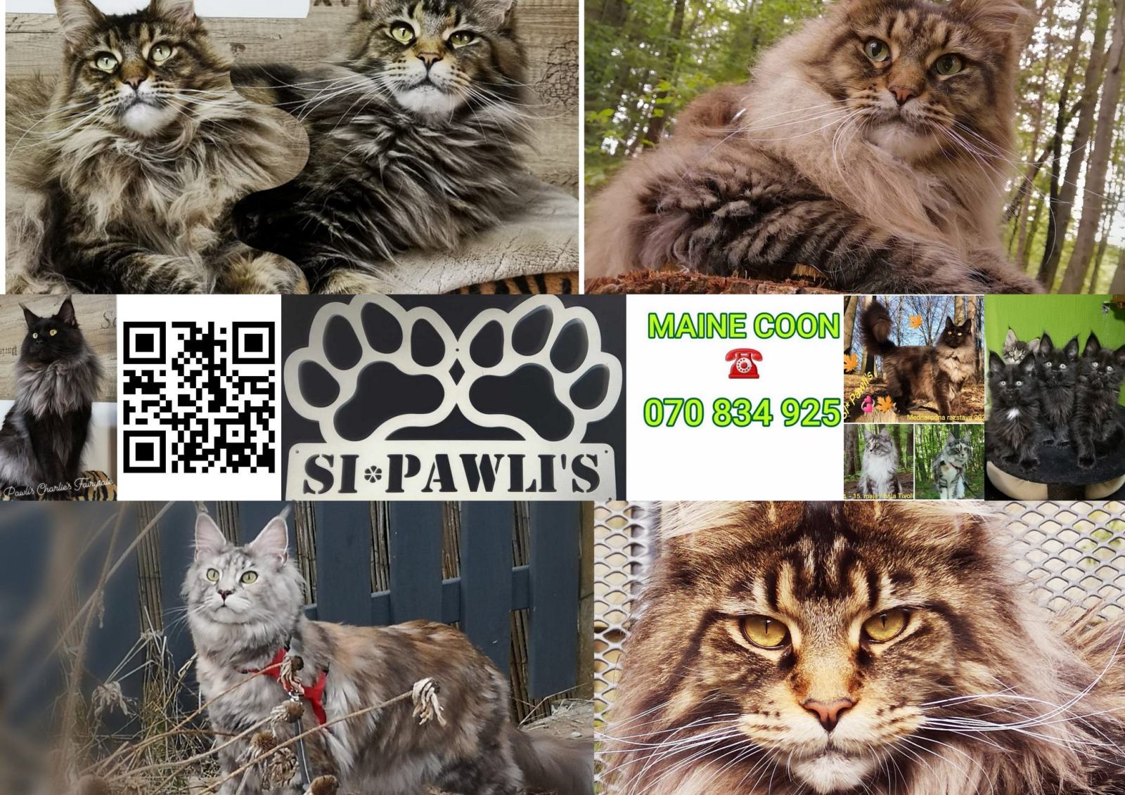 Maine Coon Cattery SI Pawlis