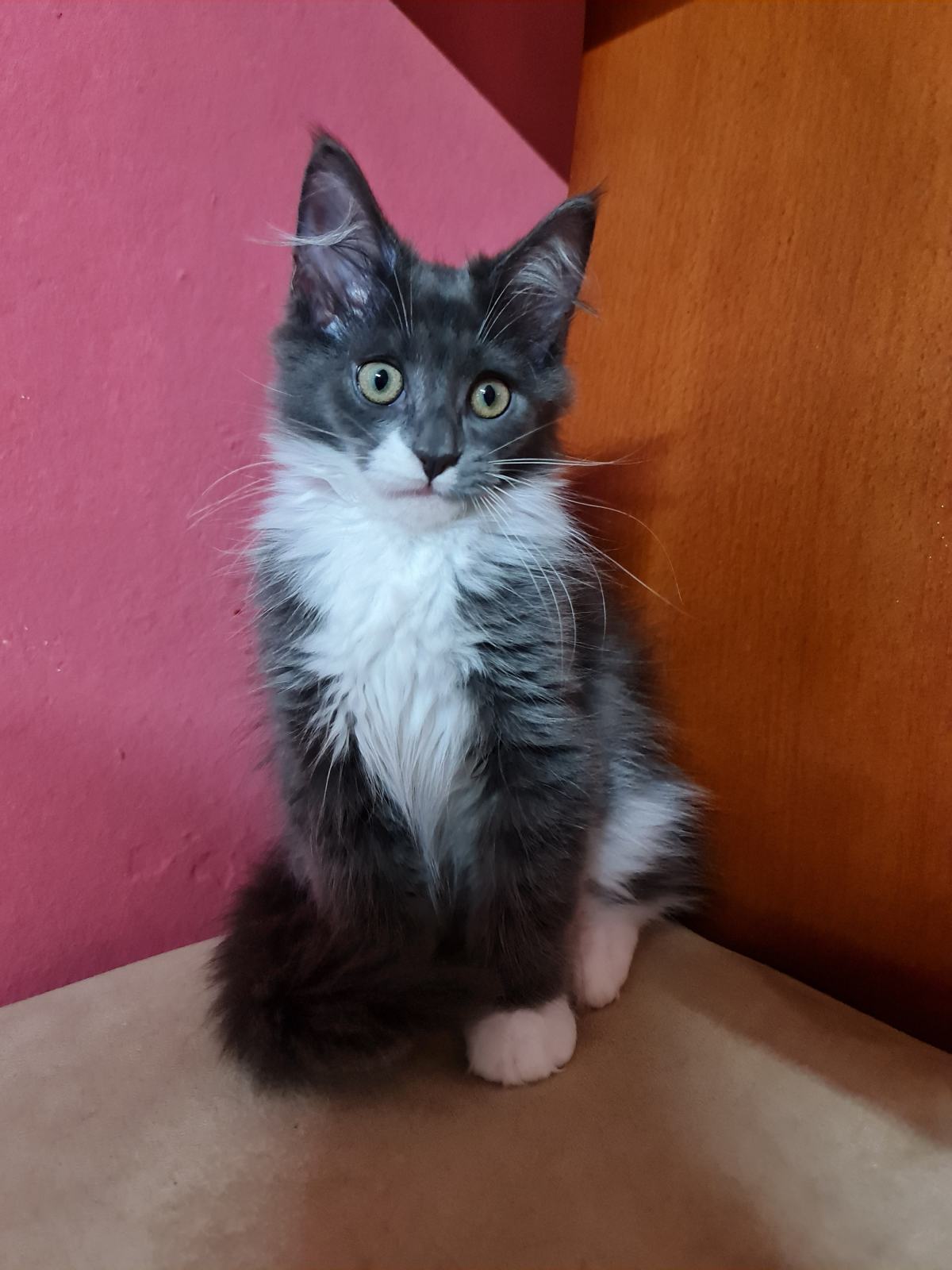 Maine coon rodovniški mucek