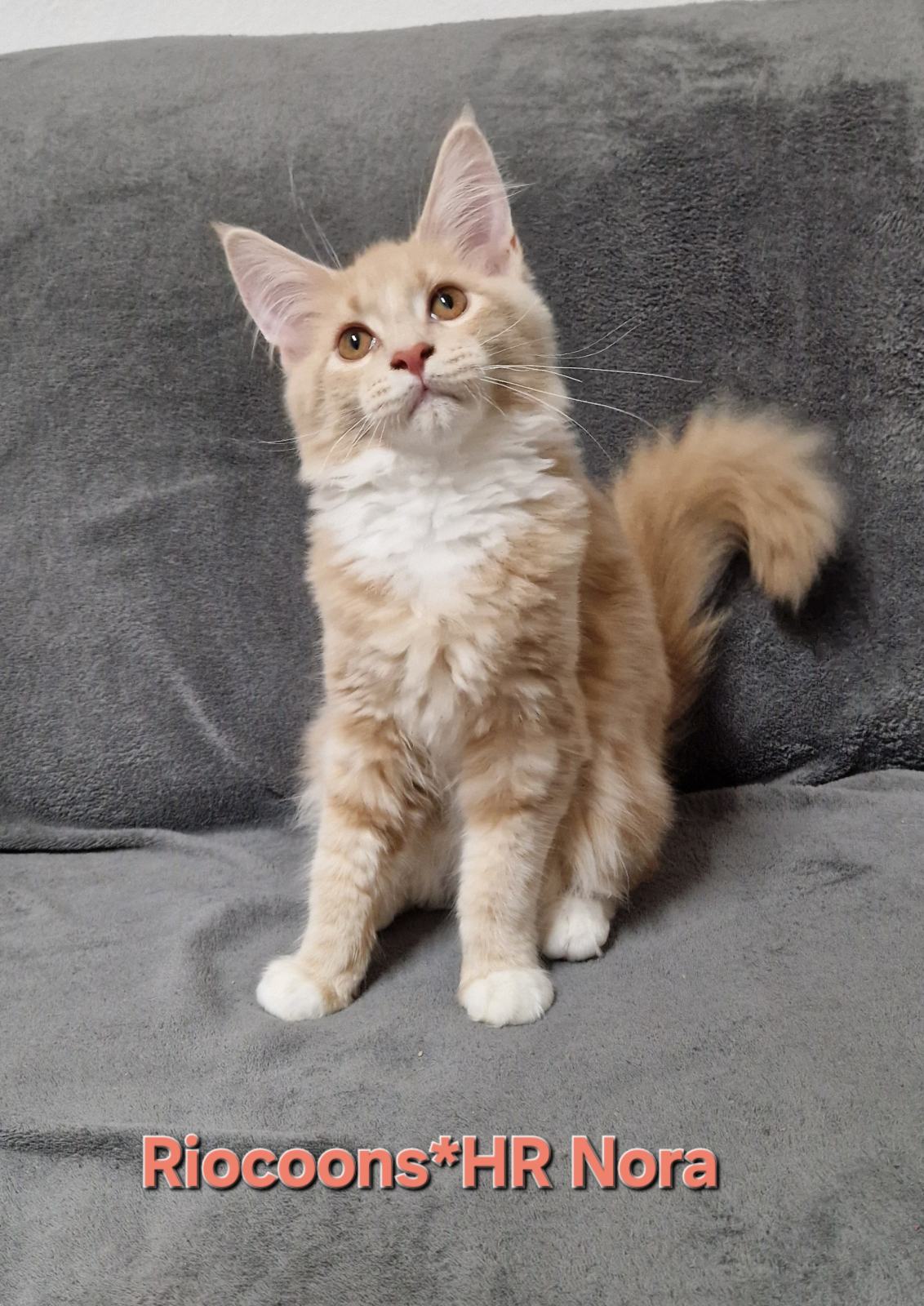 MAINE COON RODOVNIŠKI MUCKI