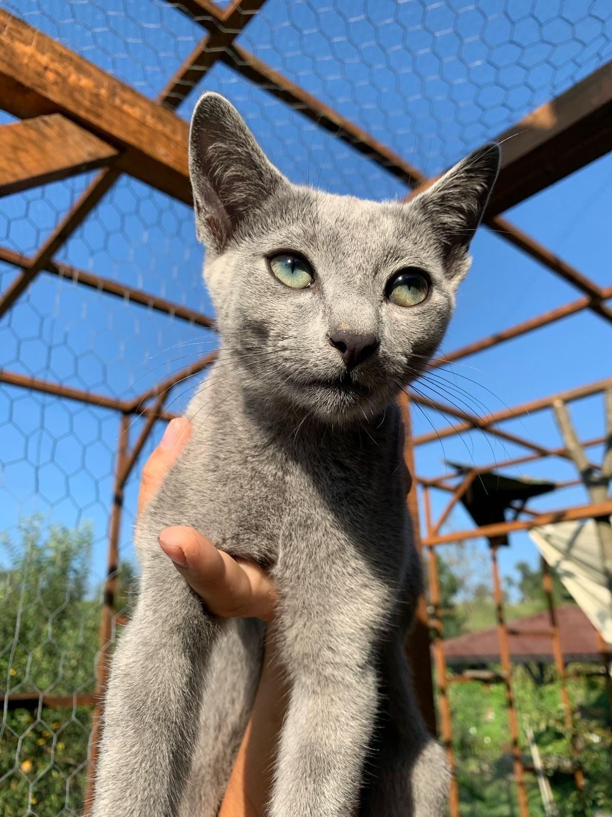 Mladiči ruska modra mačka