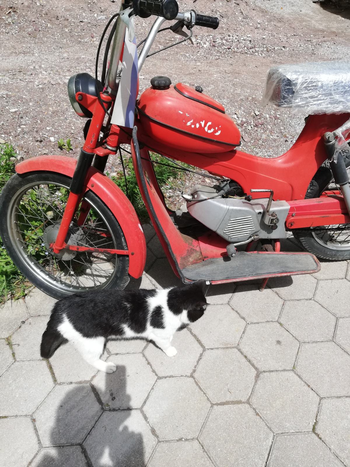 Tomos Apn 4, 1981 l.