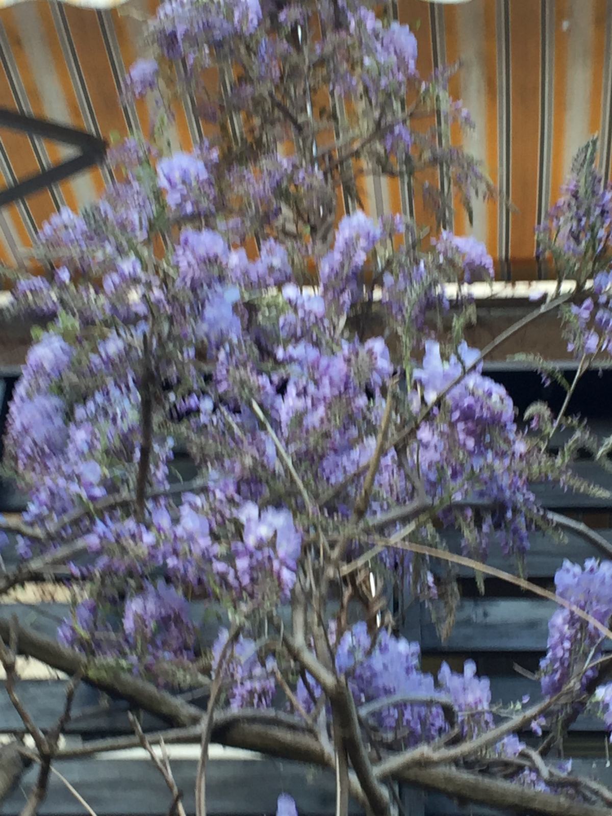 Posest z dvostanovanjsko stanovanjsko hišo. Ojstro, 3500m2