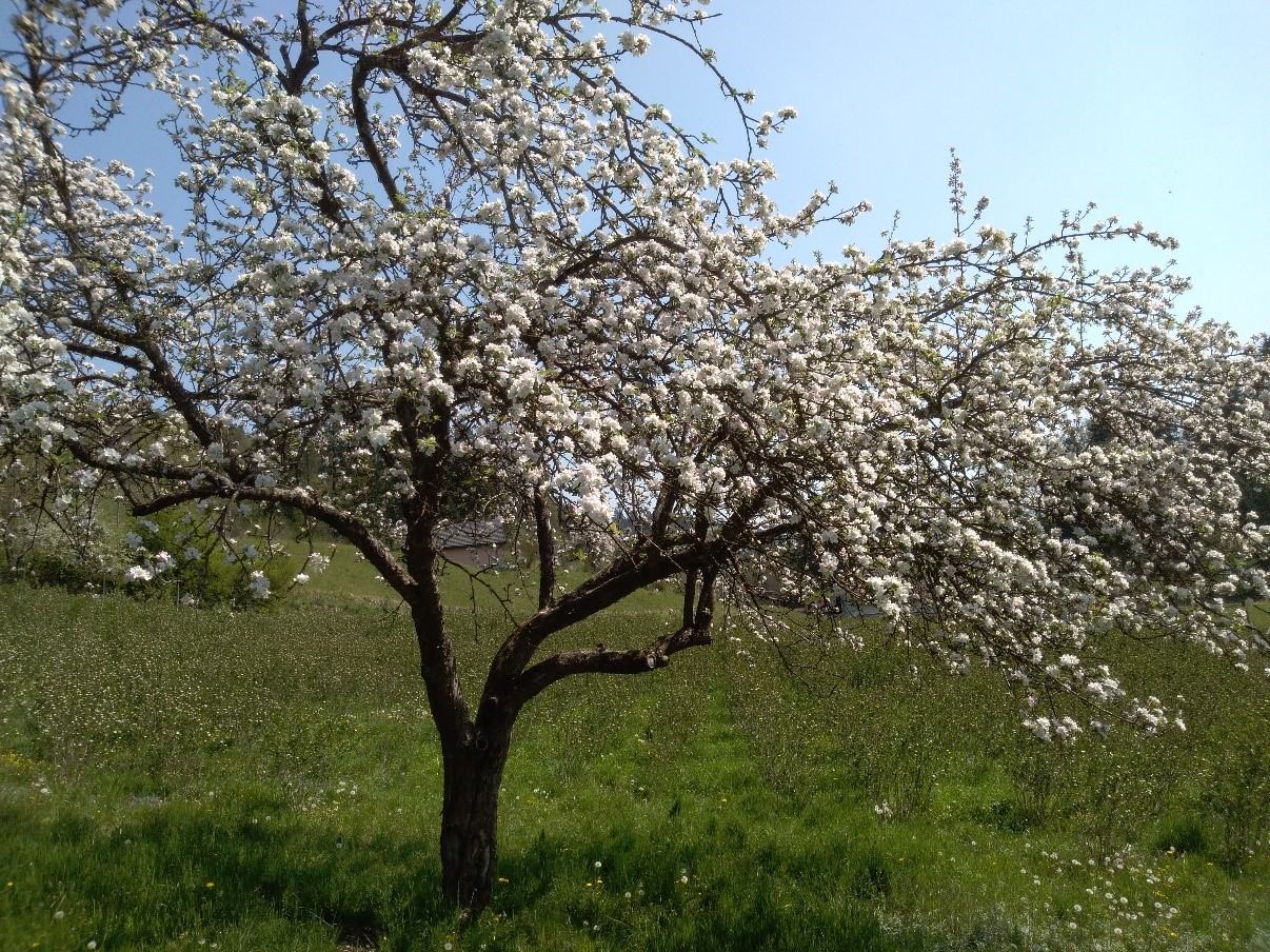 Rdeči Breg - Del, 12300 m2