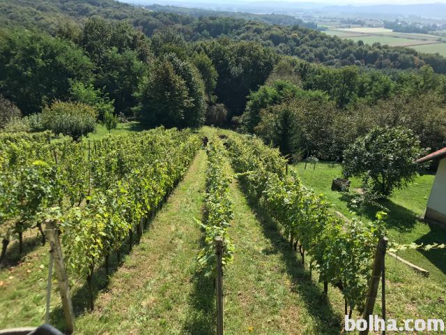 Vinograd v obdelavo - brezplačno, Gorišnica, Tibolci