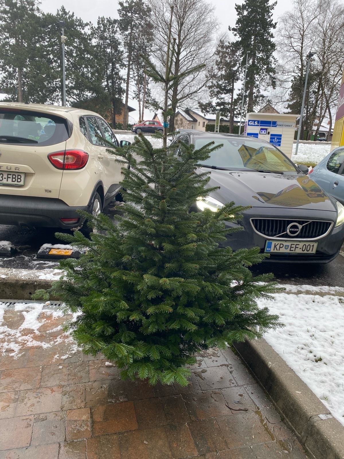Božične jelke