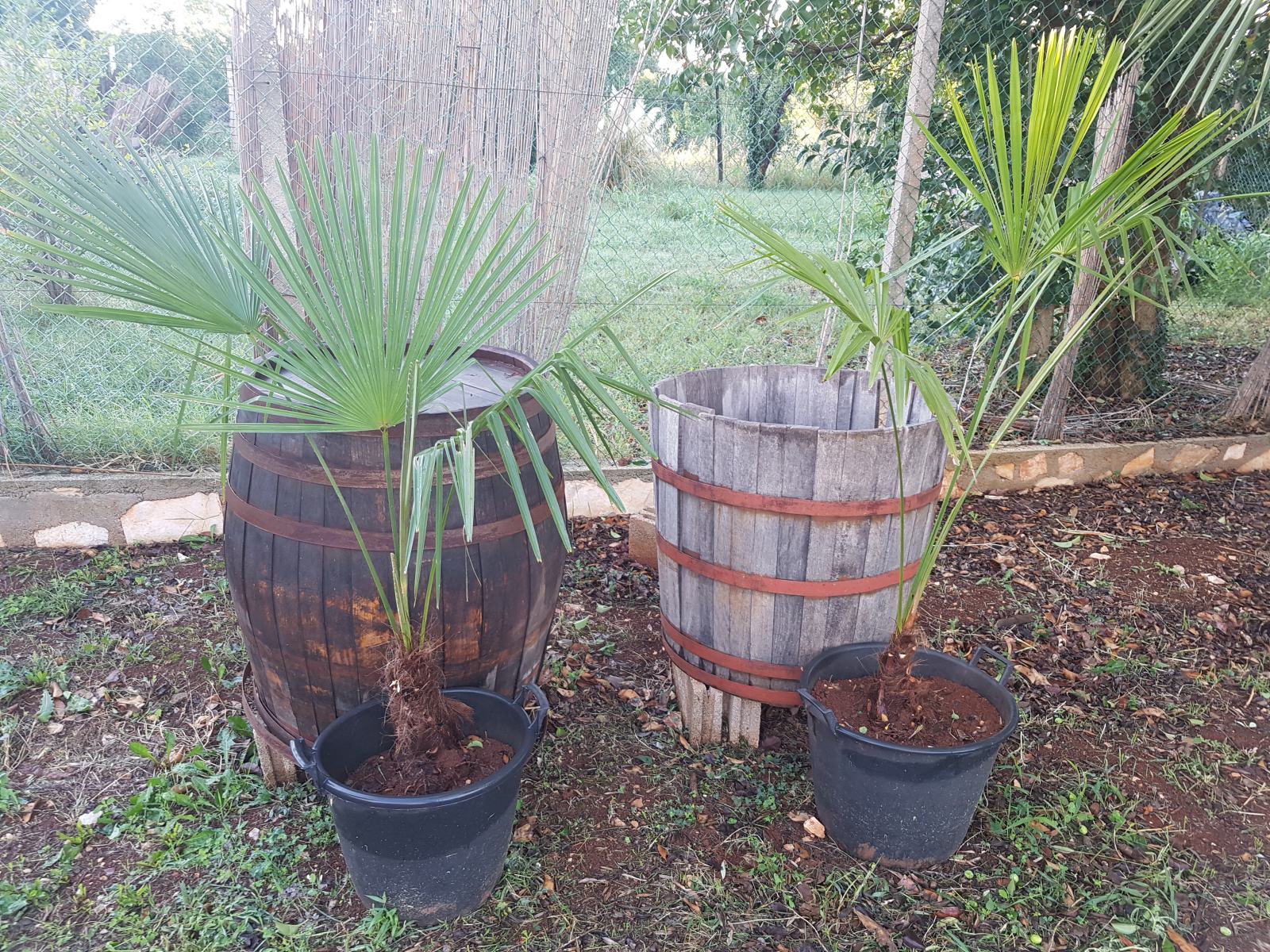 2 palme 120cm