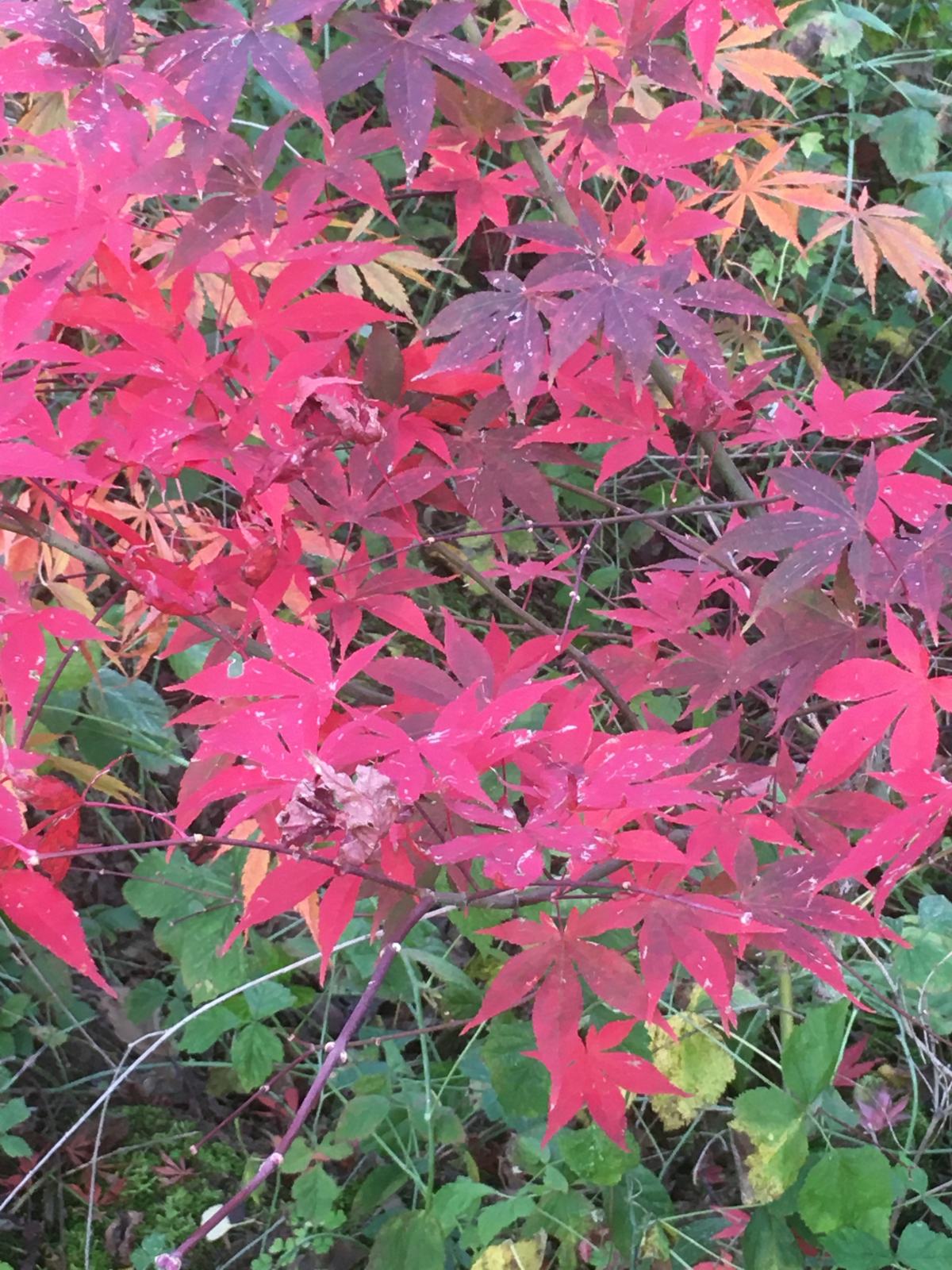 Acer palmatum, rdečelistni, javor, okrasni javor, japonski javor