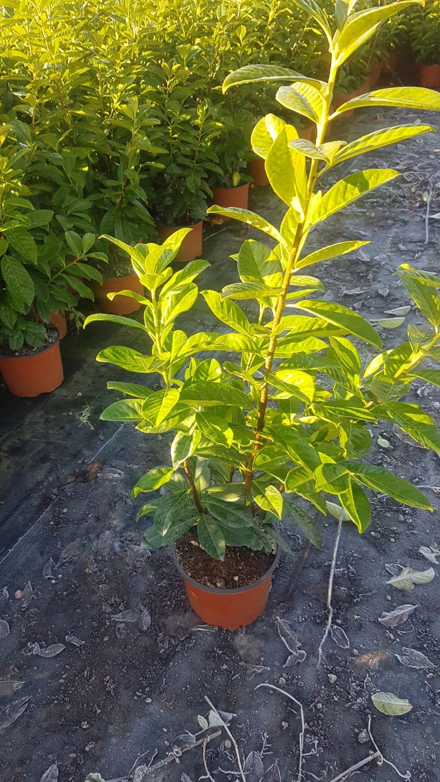 AKCIJA Lovorikovec za živo mejo Laurus Prunus 1m