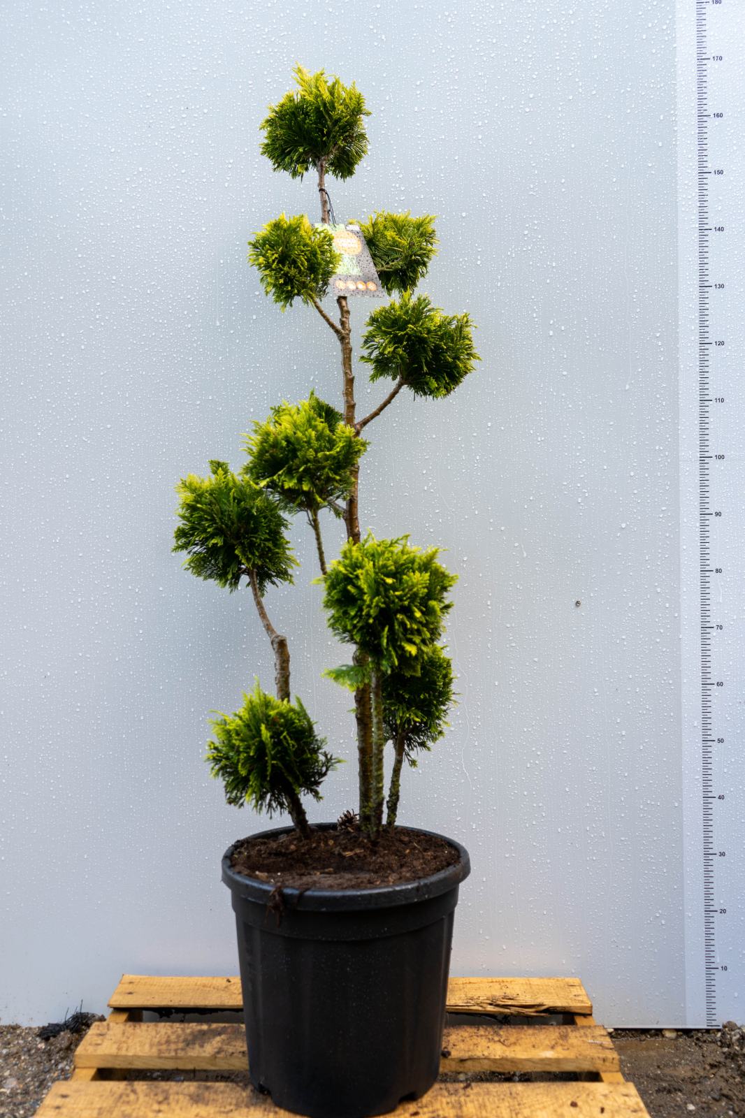 Bonsai Pacipresa, Chamaecyparis l. Ellwoodill 100-125cm