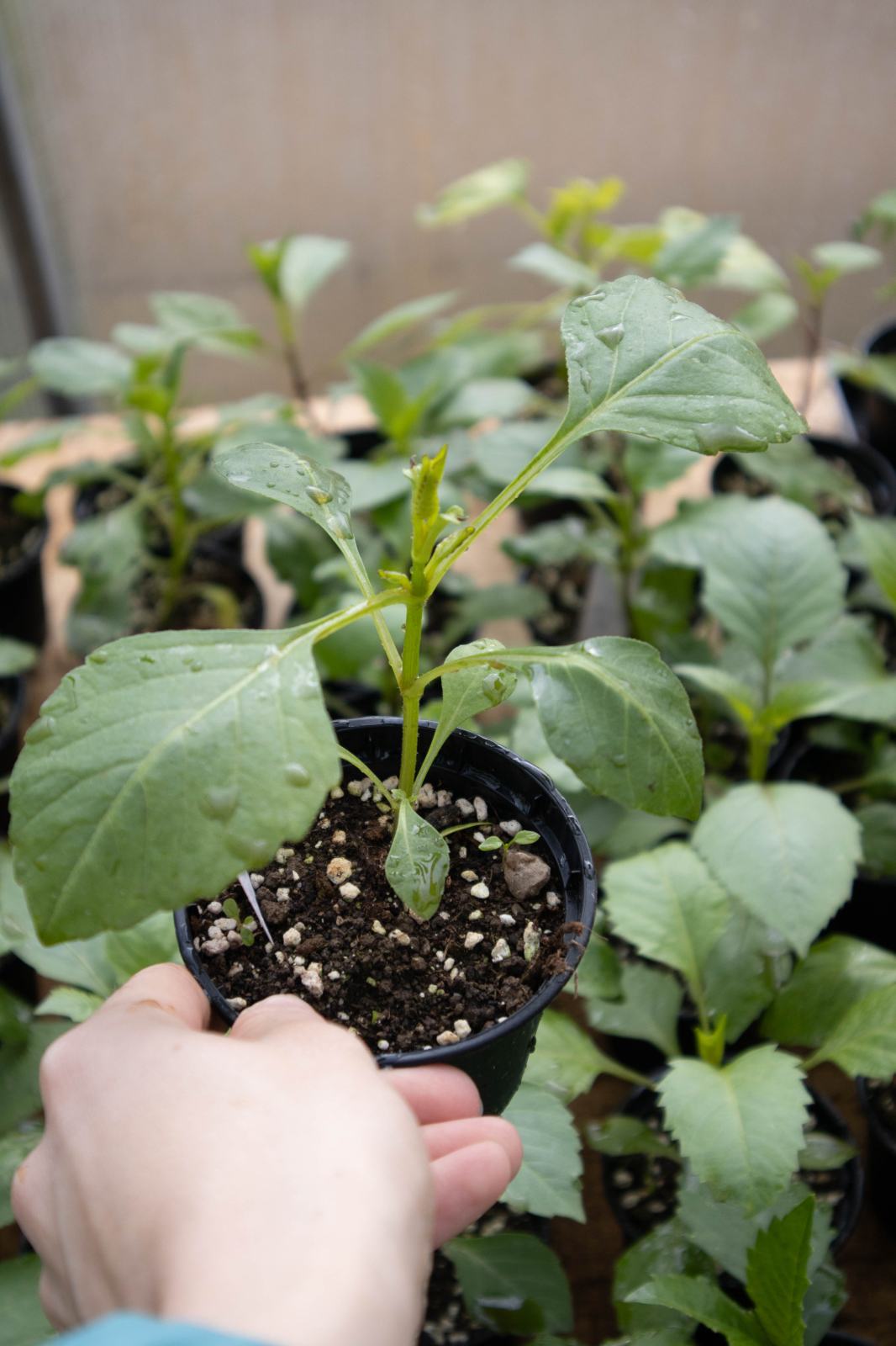 Dalije - cvetoče rastline