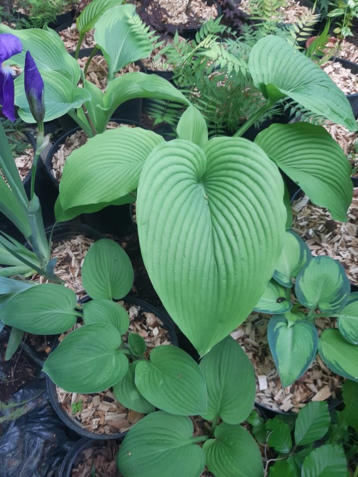 Hosta