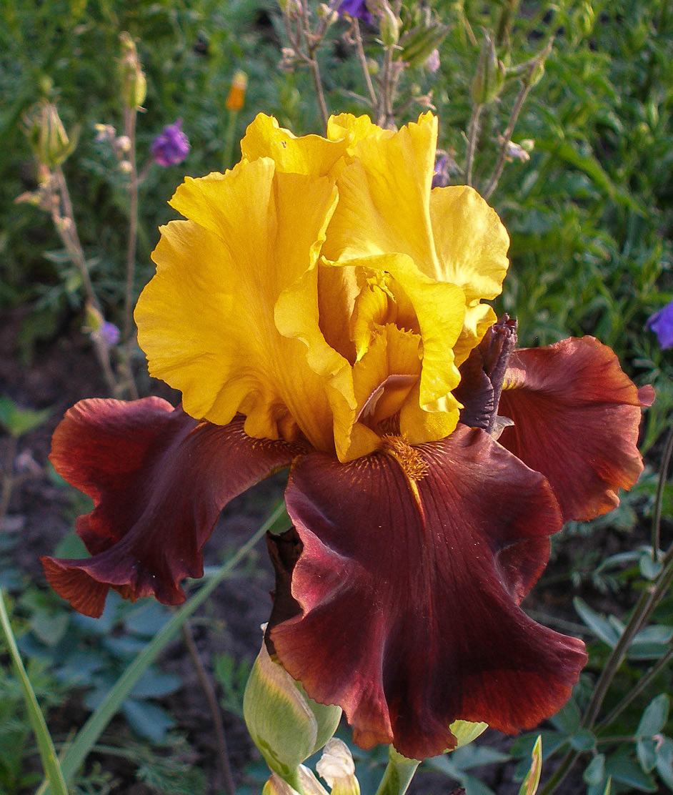 Iris / bradata perunika Supreme Sultan, rumena in rjavo-rdeča
