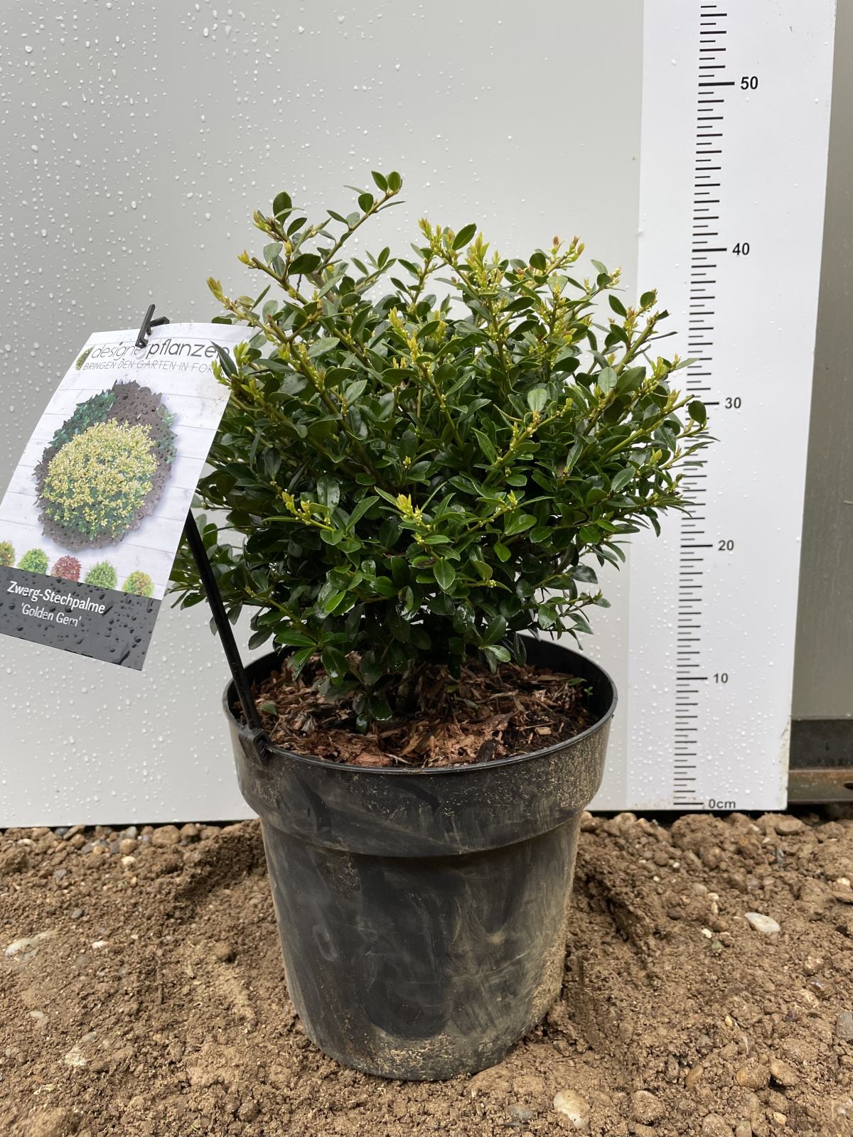 Japonska bodika Ilex cren. Golden Gem C4