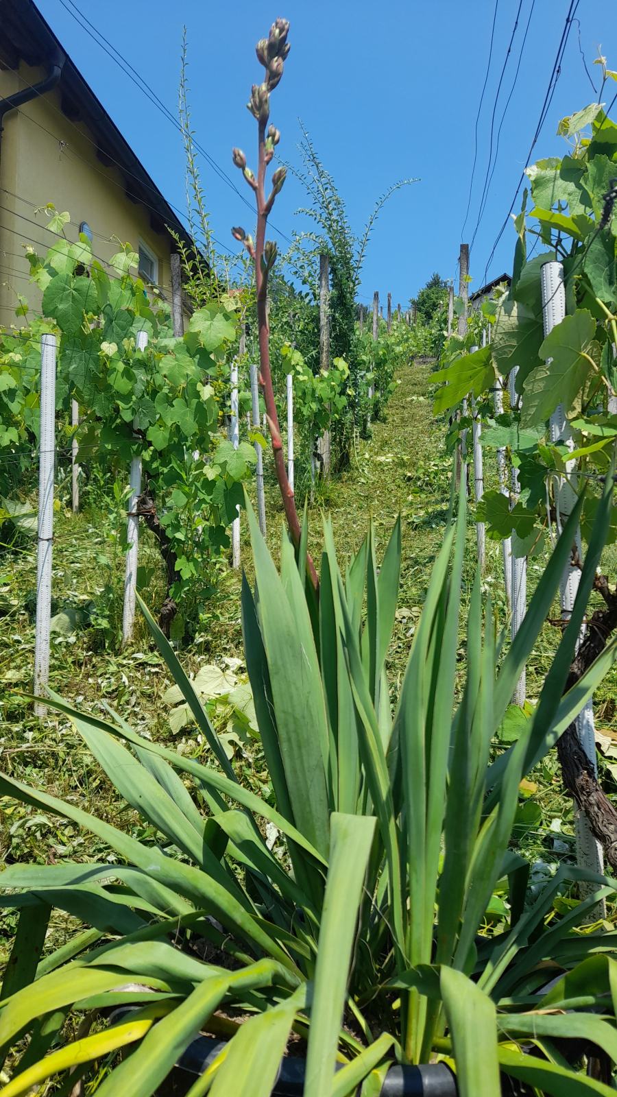 Juka, yucca