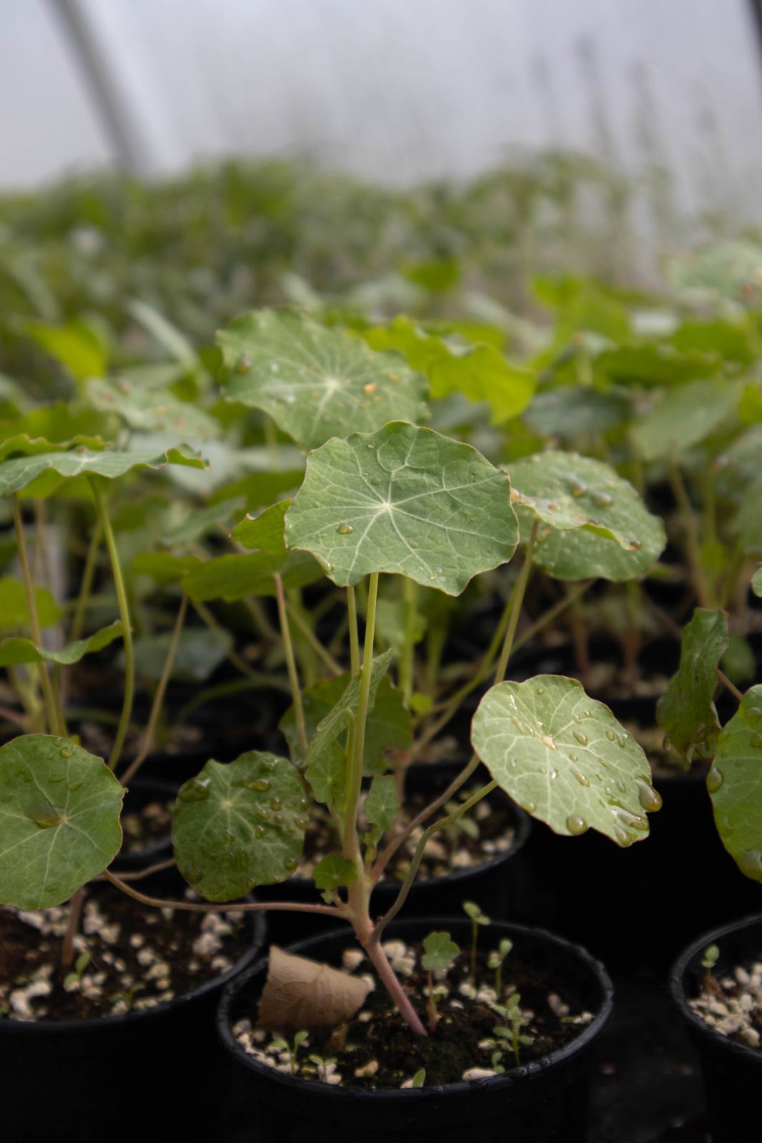 Kapucinke - cvetoče rastline