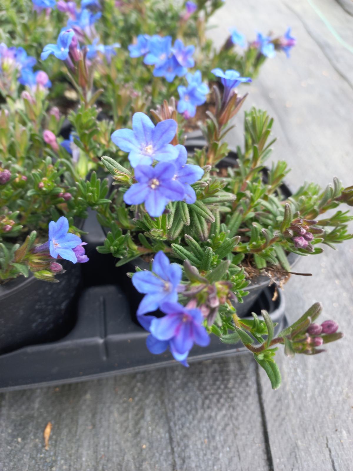Lithodora diffusa Compact Blue - železnik
