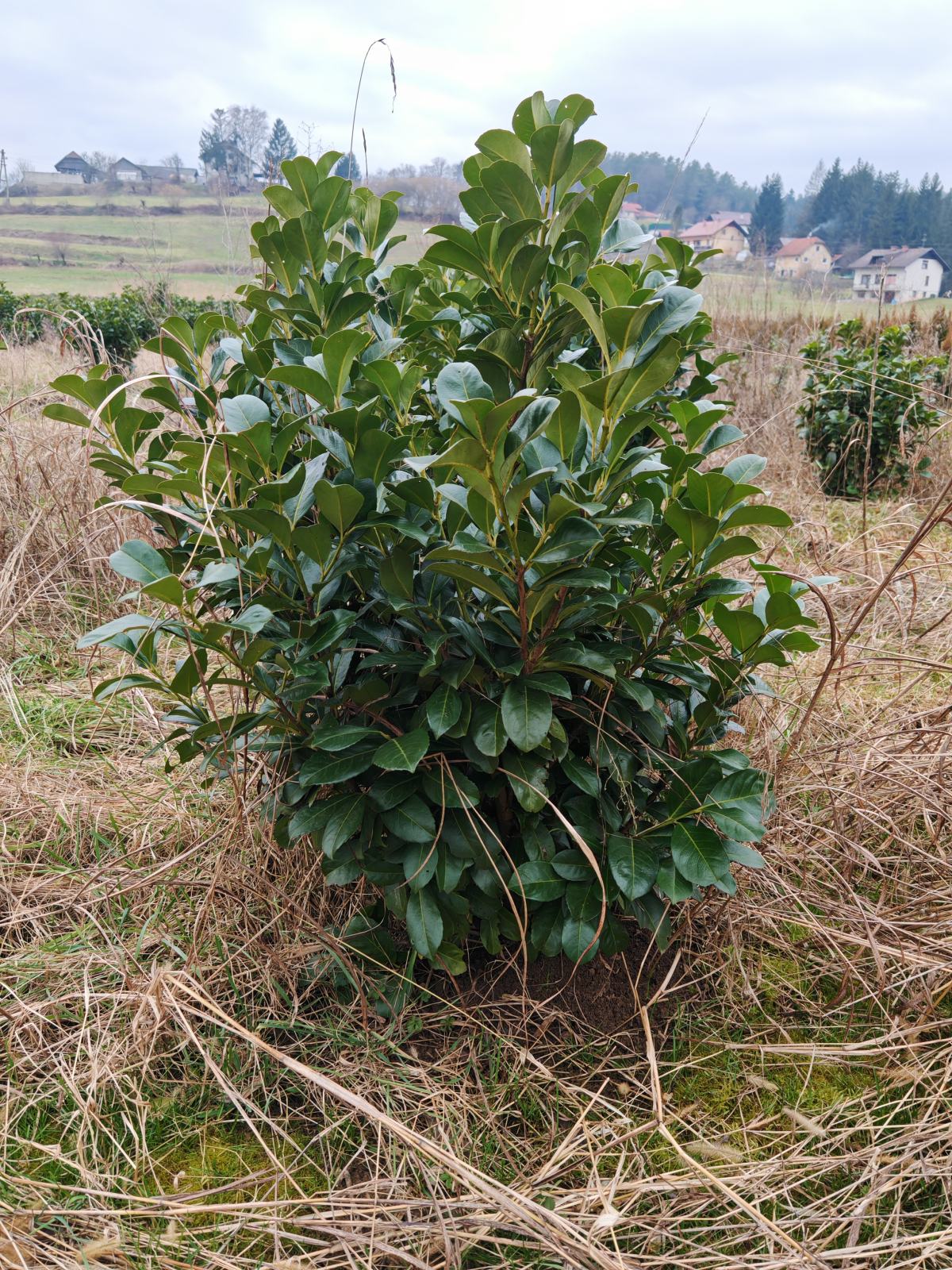 Lovorikovec - Prunus lauroc. Etna