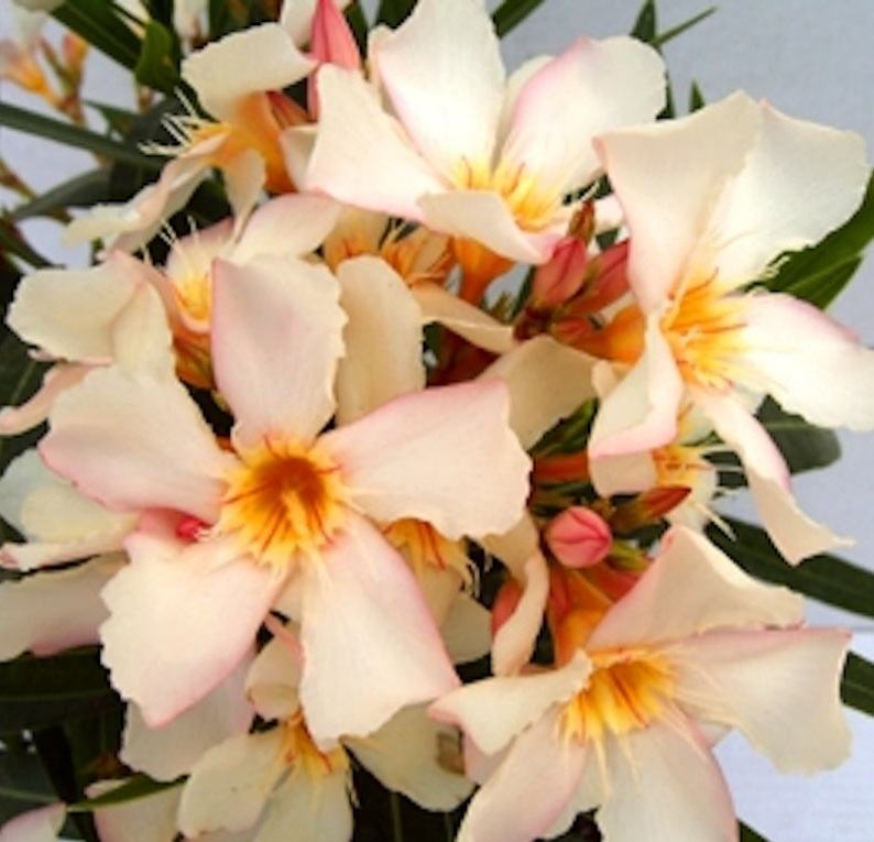 OLEANDER ORANŽNE BARVE, RUMENE BARVE