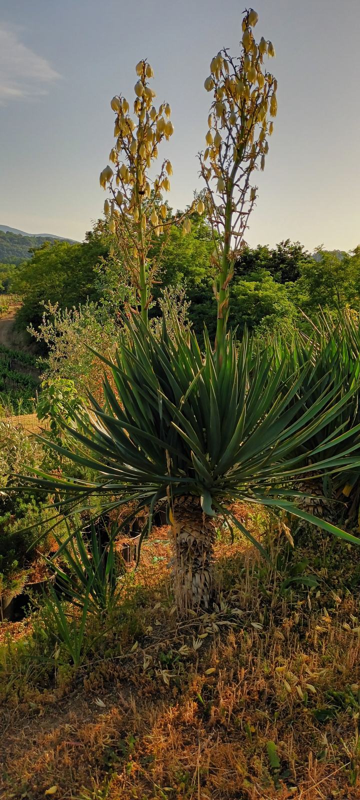 Palma Juka Yucca