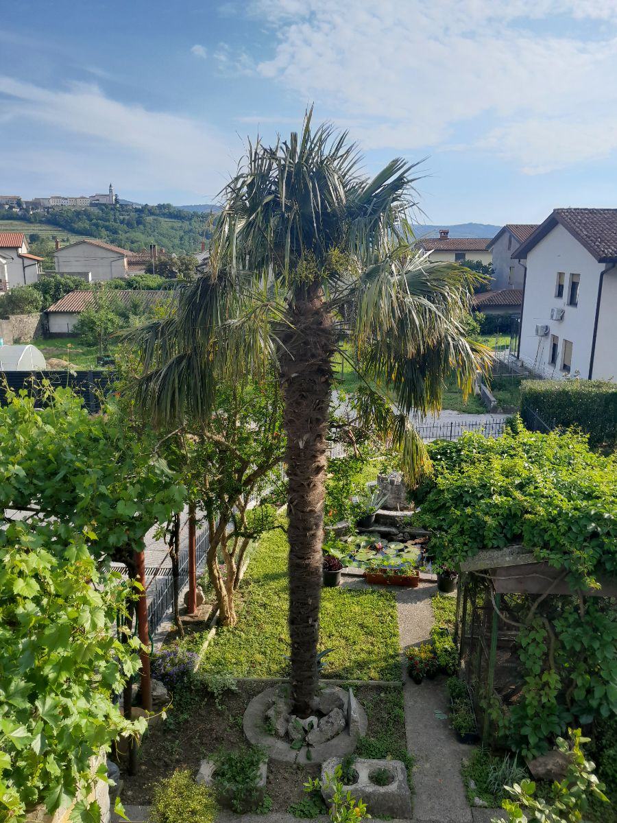Palma