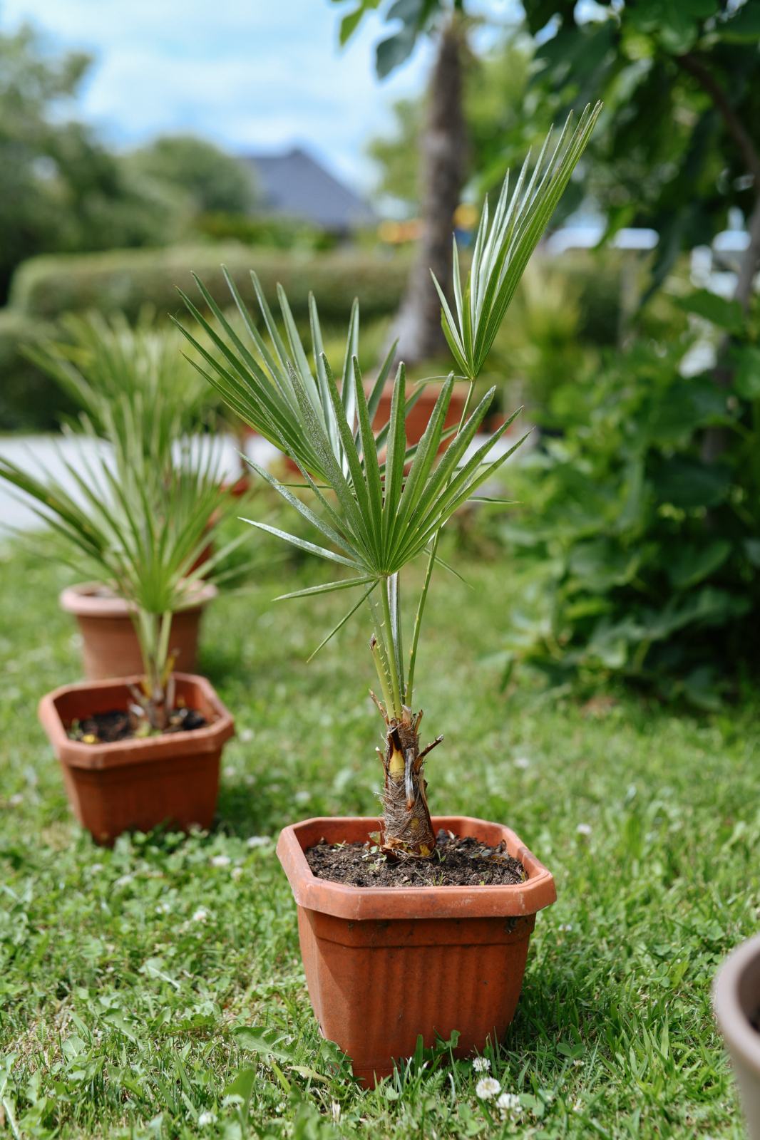 Palme