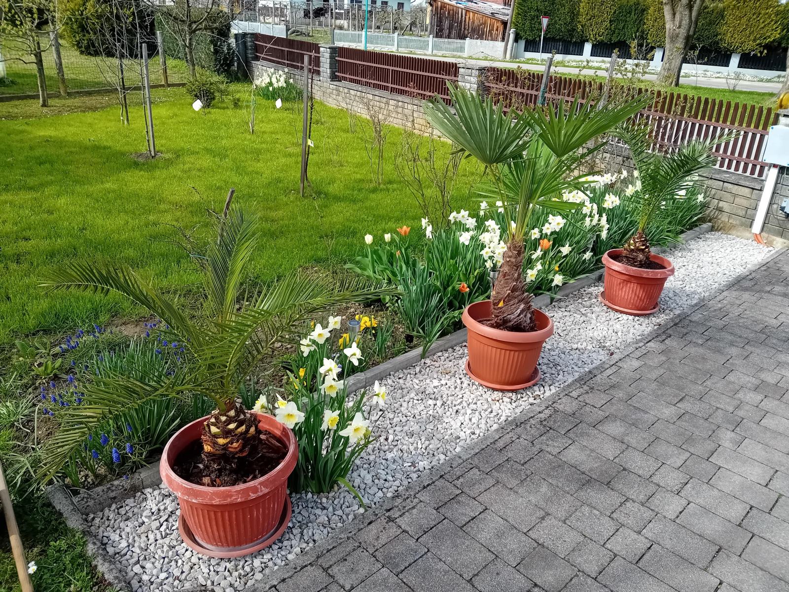 Palme