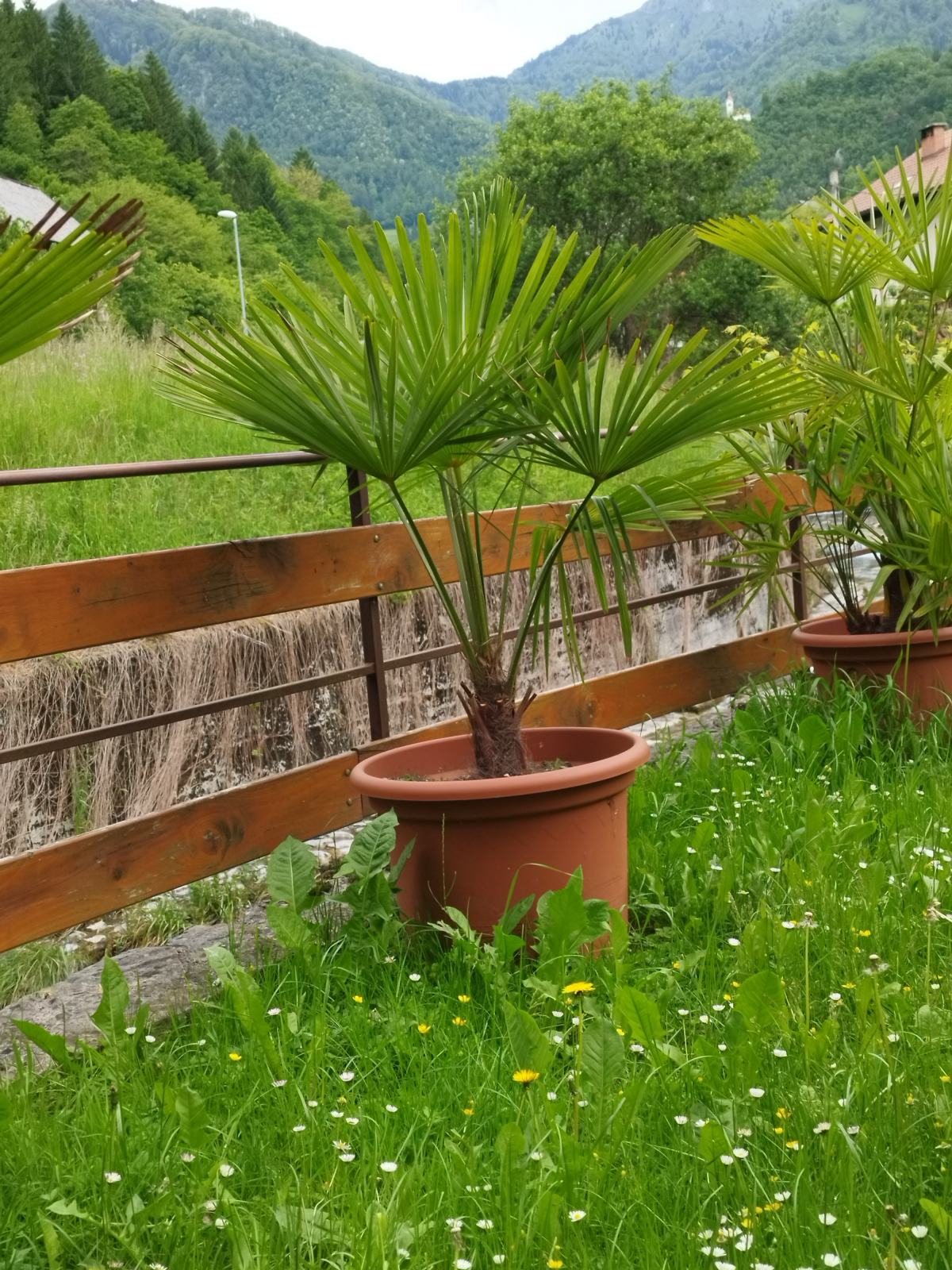 Palme