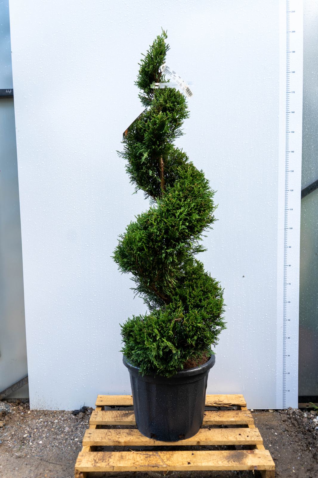 Spirala Pacipresa, Cupressocyparis l. 2001 125-150cm