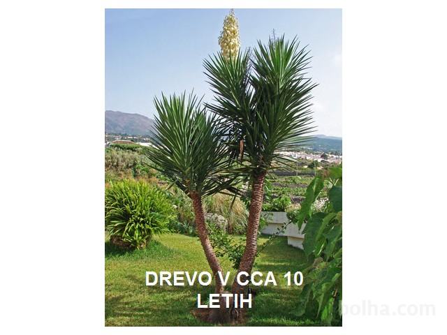 YUCCA, JUKA - ZUNANJA TRAJNICA , 30 cm sadika
