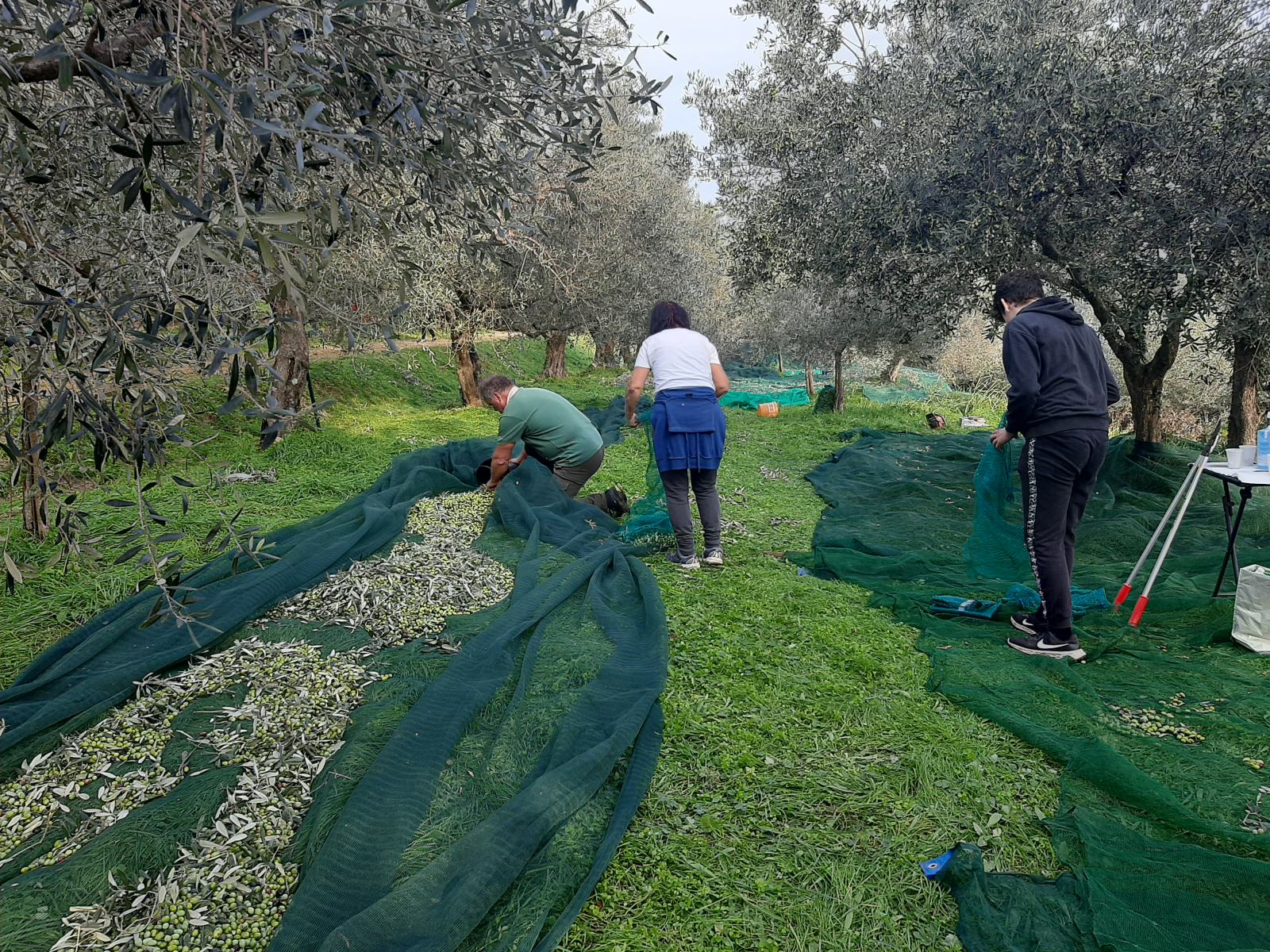 Prodam oljčno olje po ugodni ceni