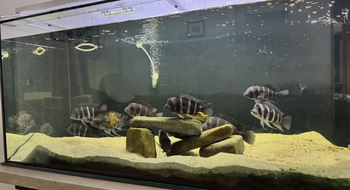 Akvarij 300L
