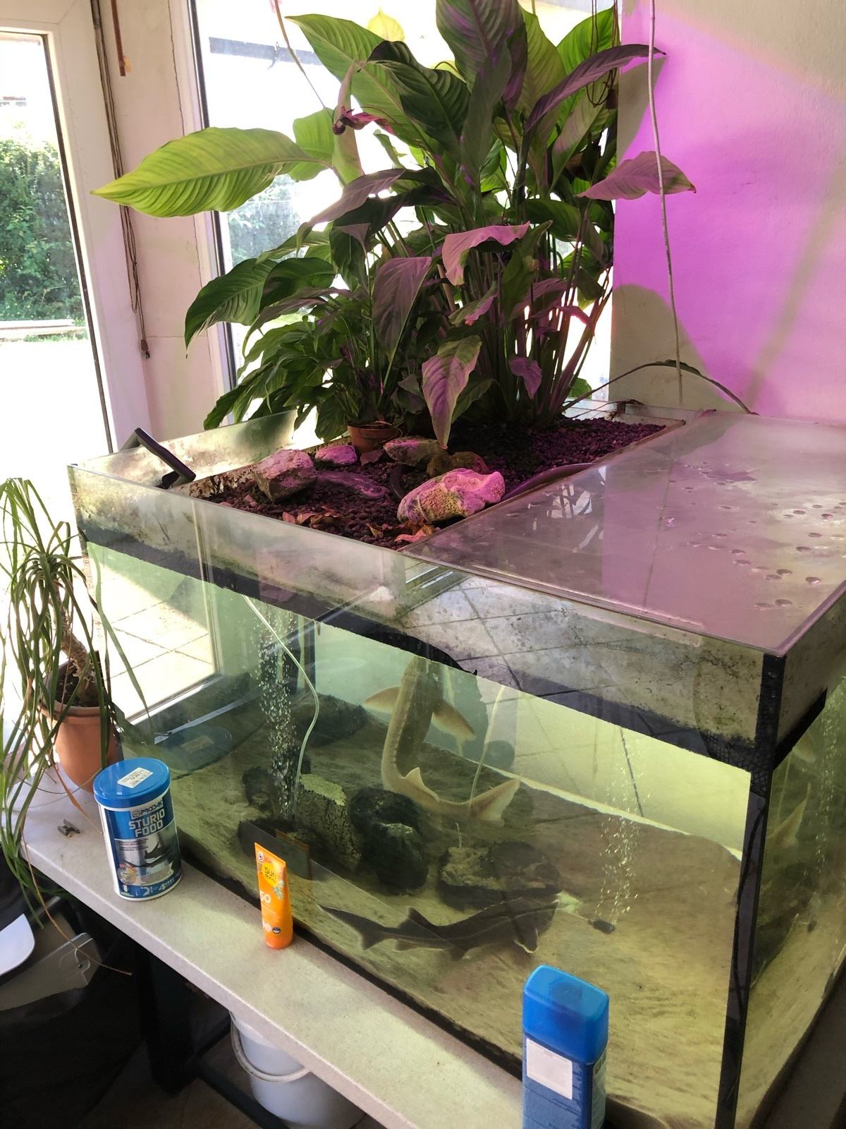 Akvarij 450L in jesetri