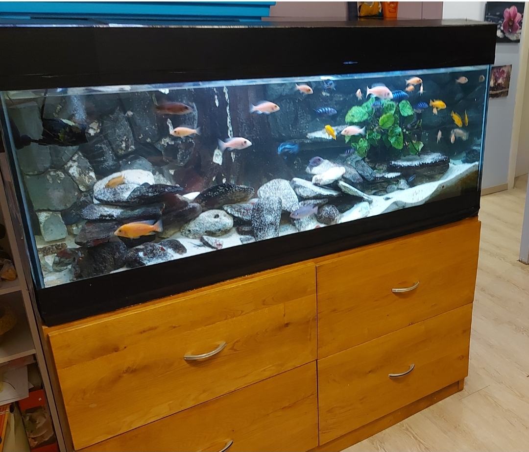 Akvarij 550l