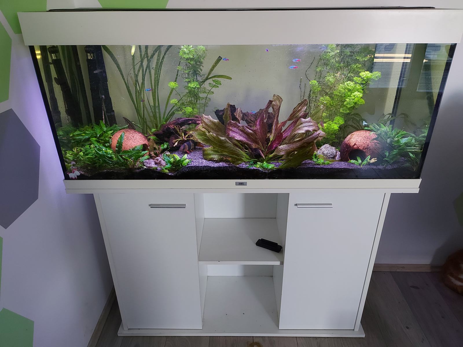 Akvarij Juwel RIO 240 + JBL e1502