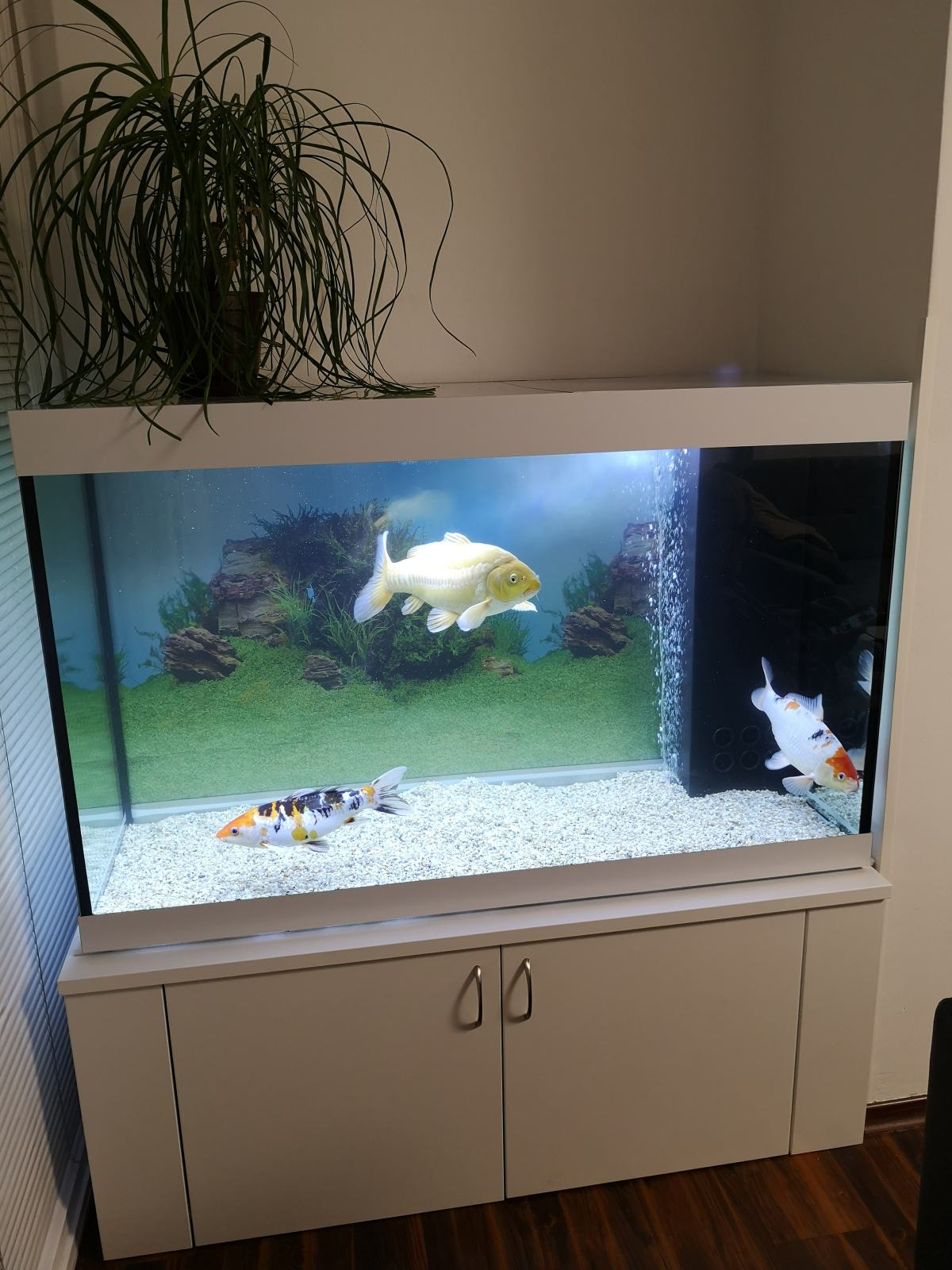 Akvarij z omarico in ribami 500l