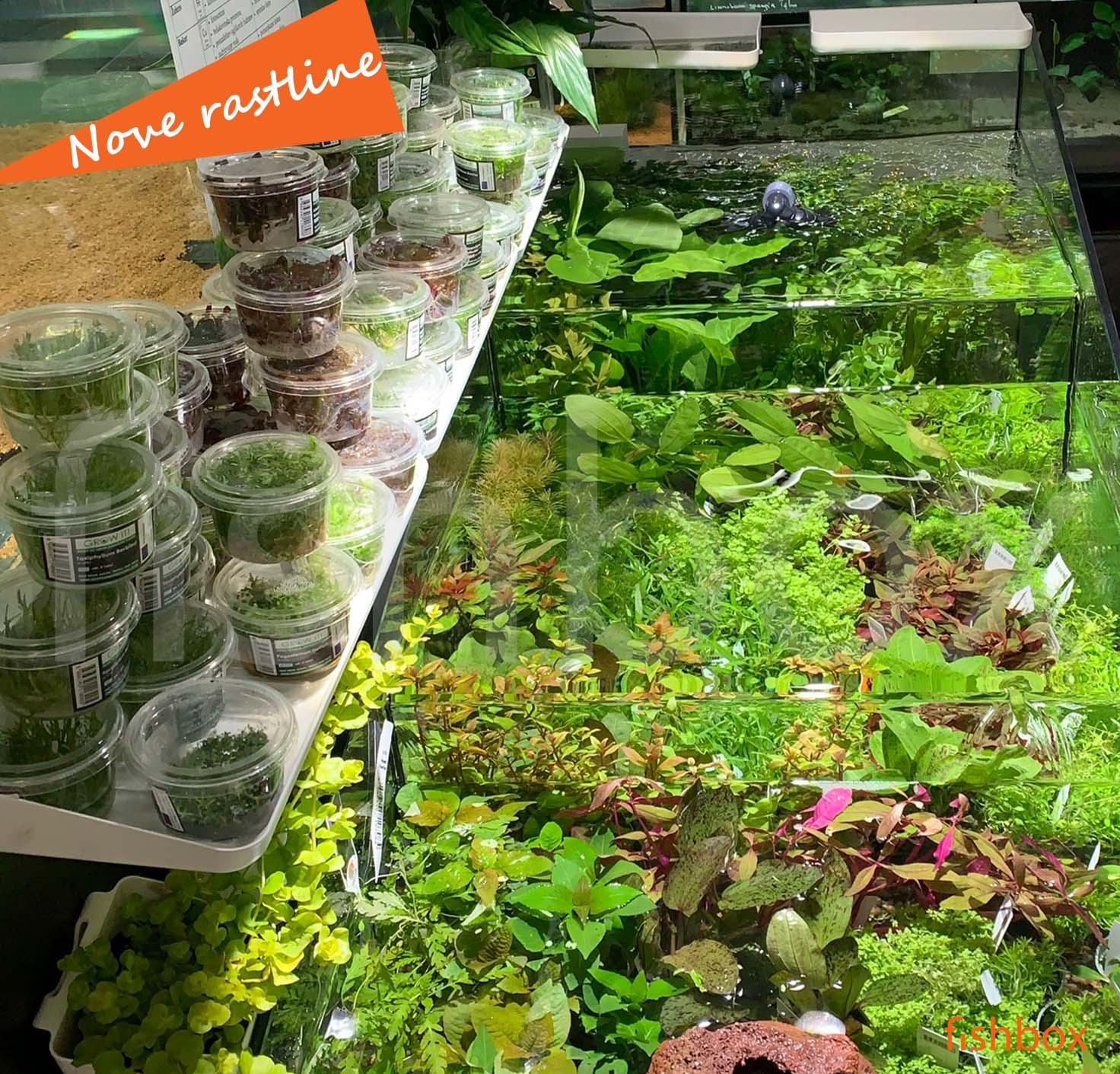 Akvarijske rastline, tudi in-vitro ***NOVA POŠILJKA***