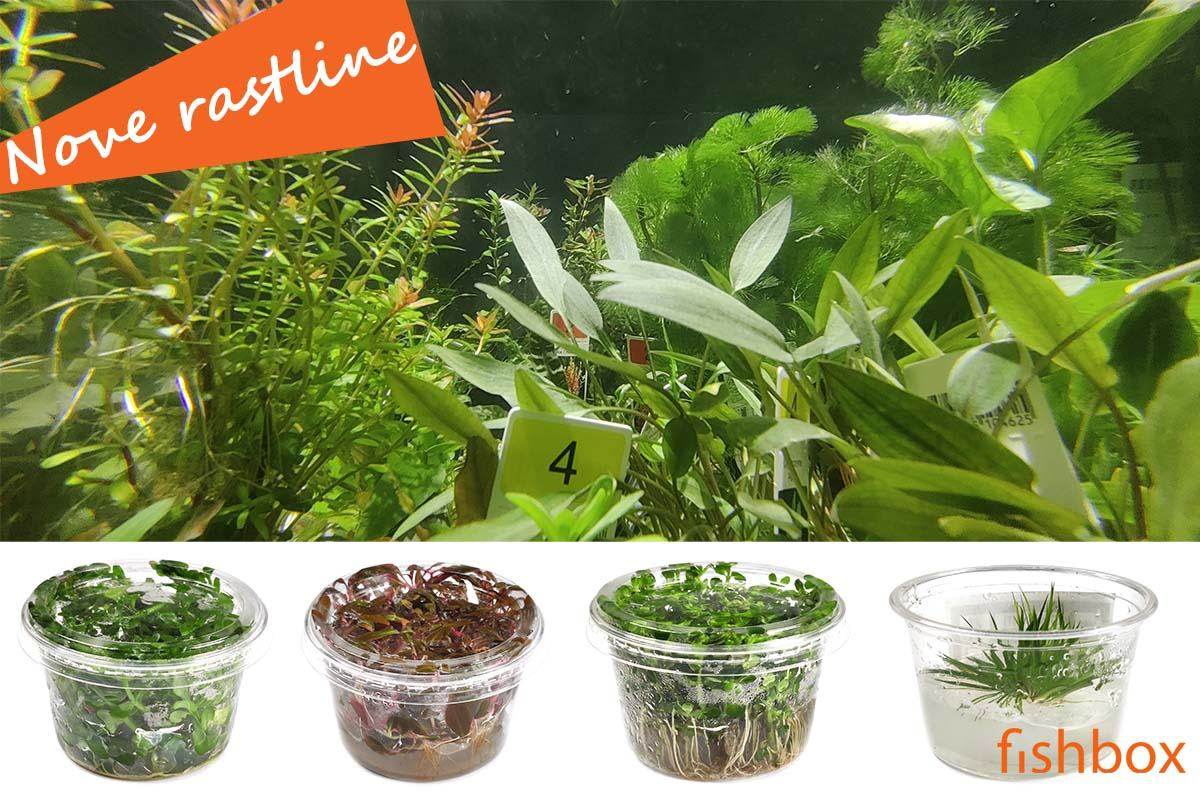 Akvarijske rastline, tudi in-vitro ***NOVA POŠILJKA***